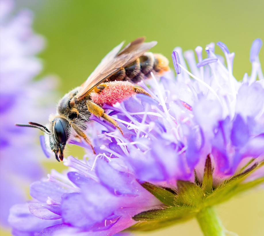Wild Cornwall: People for Pollinators - a Environment crowdfunding ...