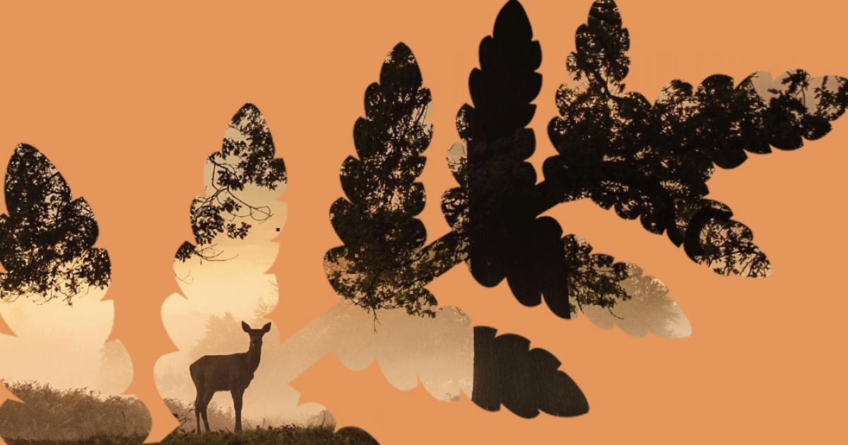 Participate – Nature conservation | Projects for Nature